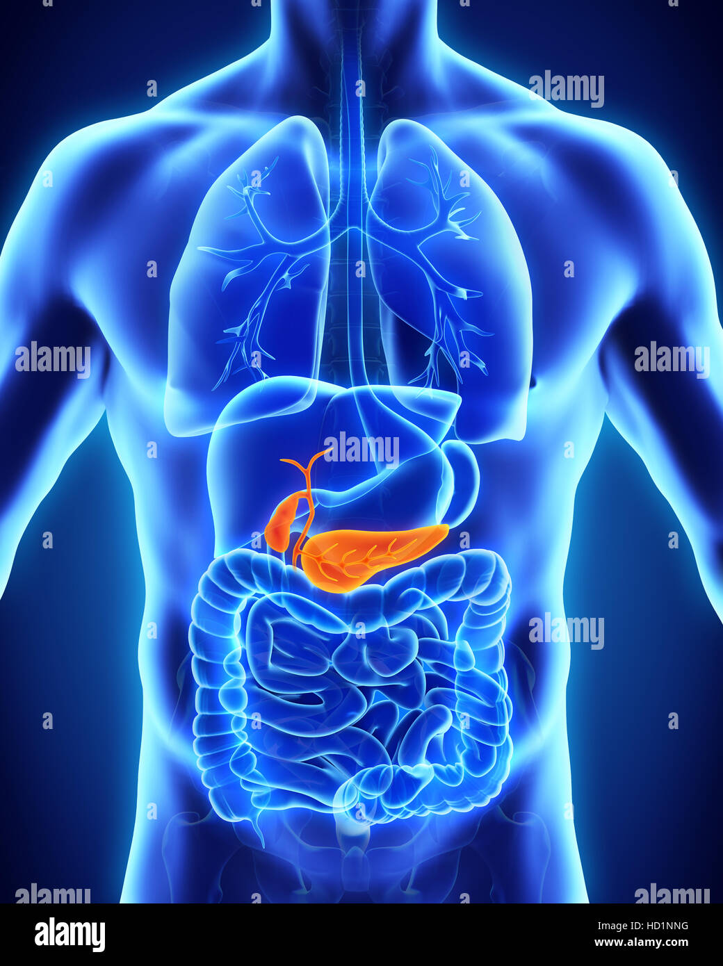Human Gallbladder and Pancreas Anatomy Stock Photo - Alamy