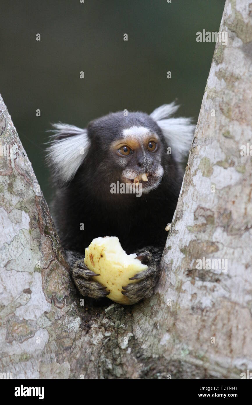 Mico Monkey, Monkey Stock Photo - Alamy