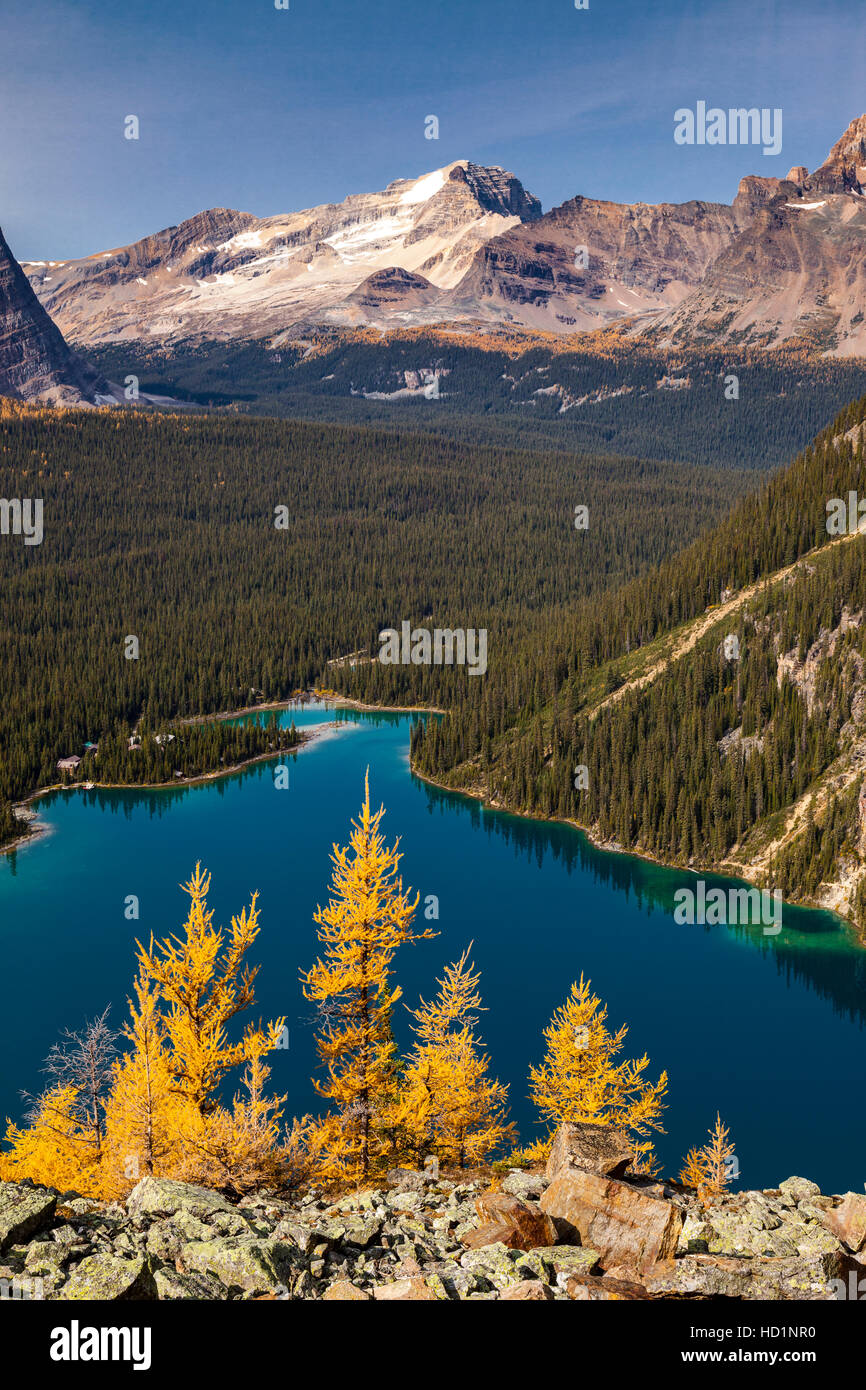 Golden Alpine Larch Larix lyallii in fall color overlooking Lake O'Hara ...