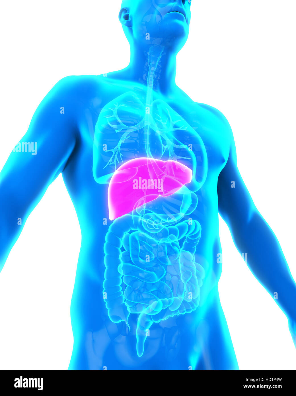 Human Liver Anatomy Stock Photo - Alamy