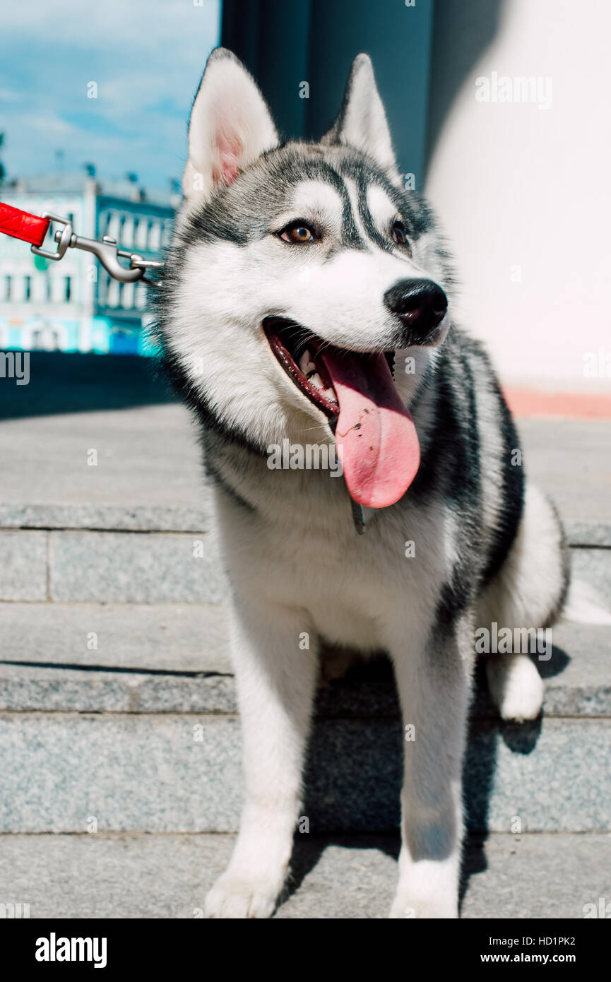 Siberian husky dog with blue eyes stands and looks ahead. City on the ...