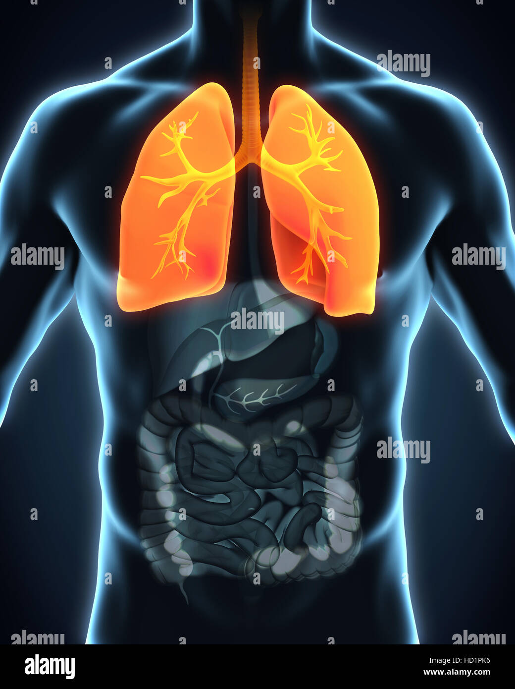 Human Respiratory System Stock Photo - Alamy