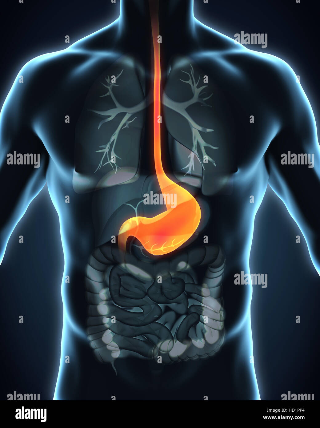 Stomach Structure Anatomy
