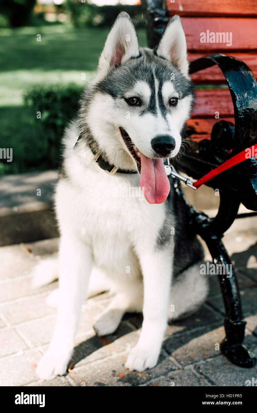 Siberian husky dog with blue eyes stands and looks ahead. City on the ...