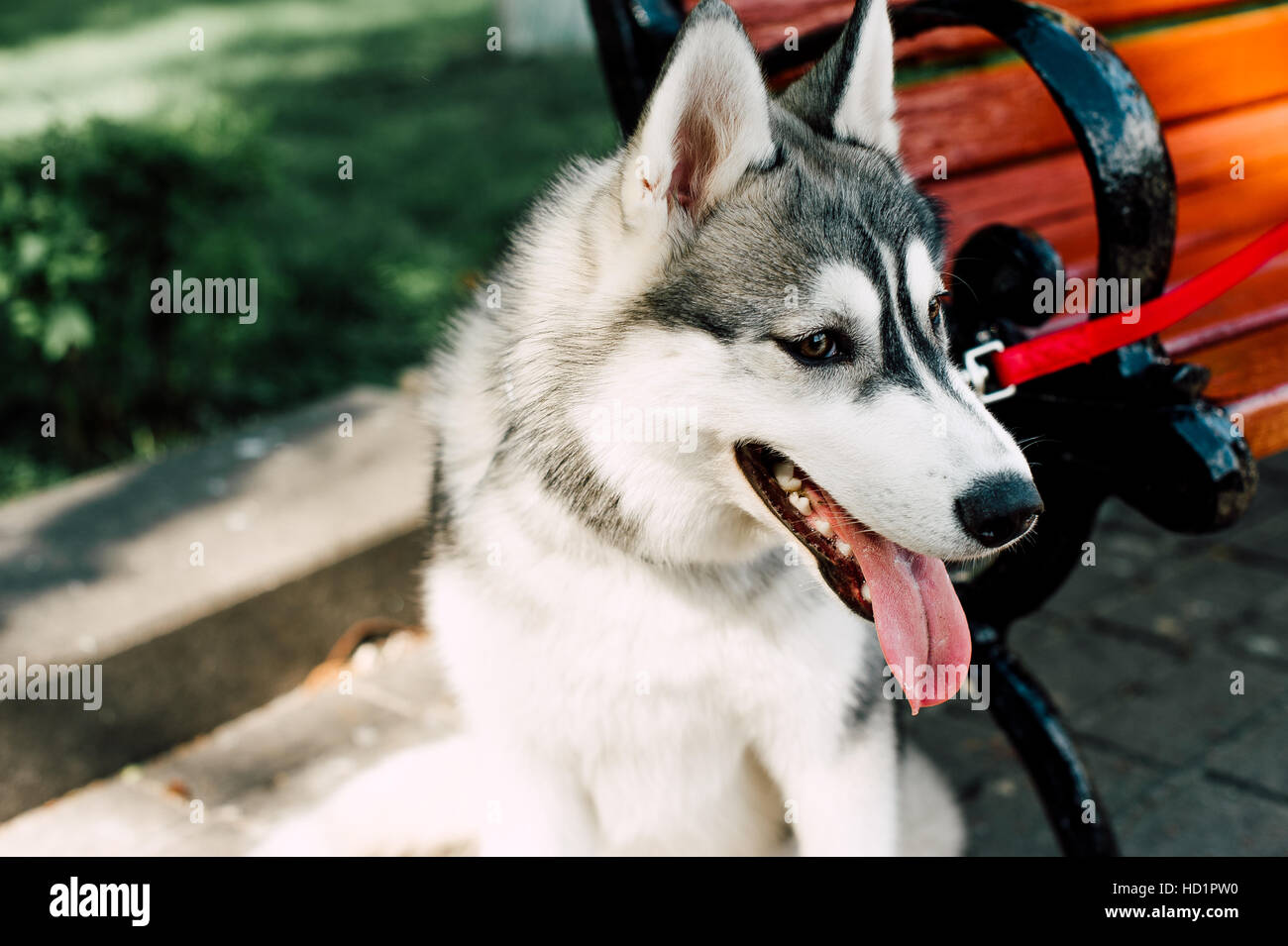 Siberian husky dog with blue eyes stands and looks ahead. City on the ...