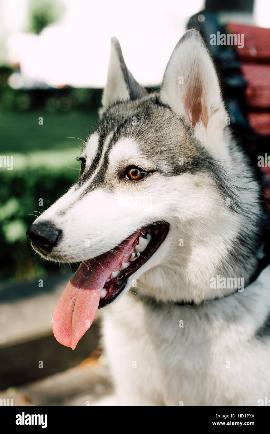 Siberian husky dog with blue eyes stands and looks ahead. City on the ...