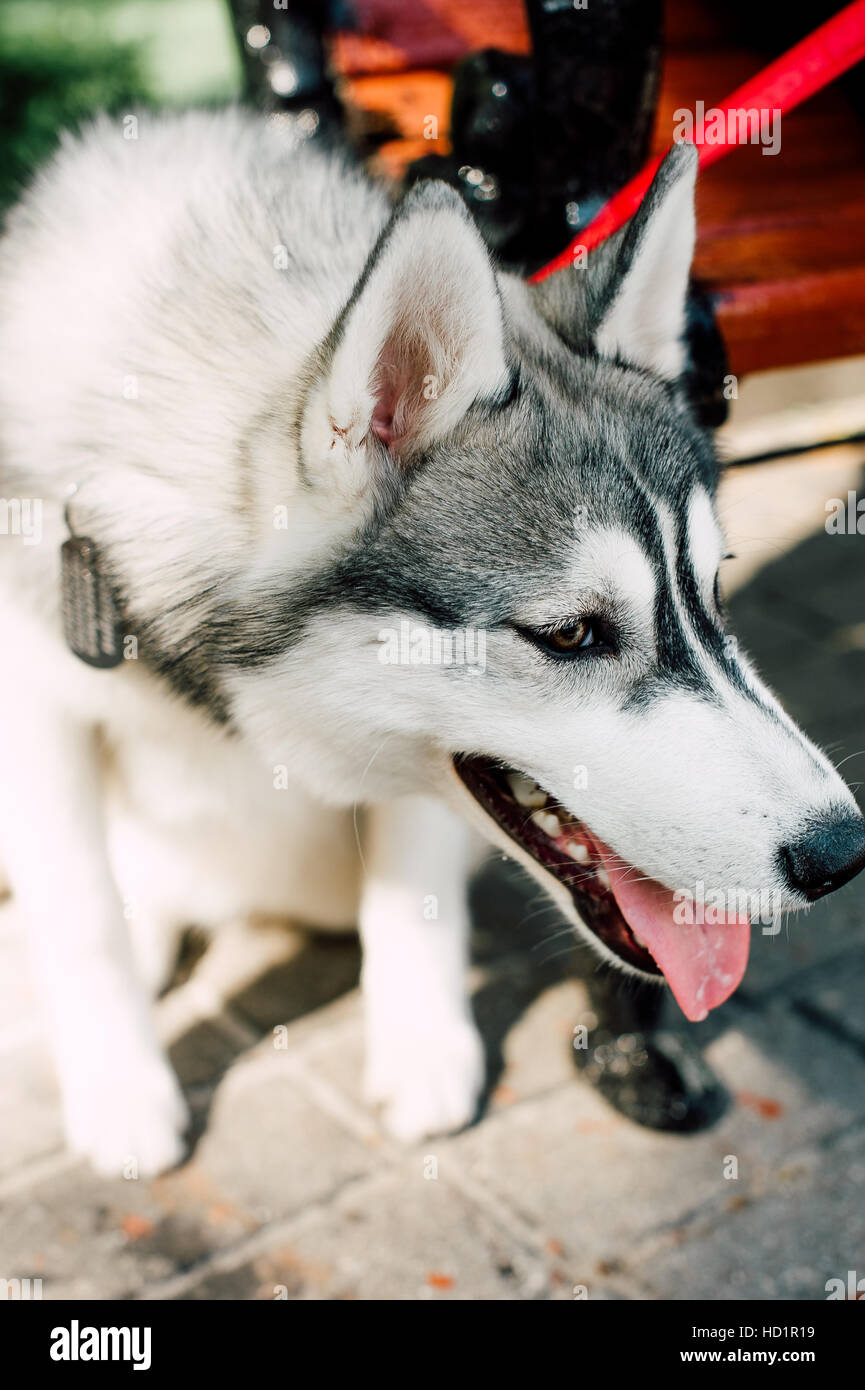 Siberian husky dog with blue eyes stands and looks ahead. City on the ...