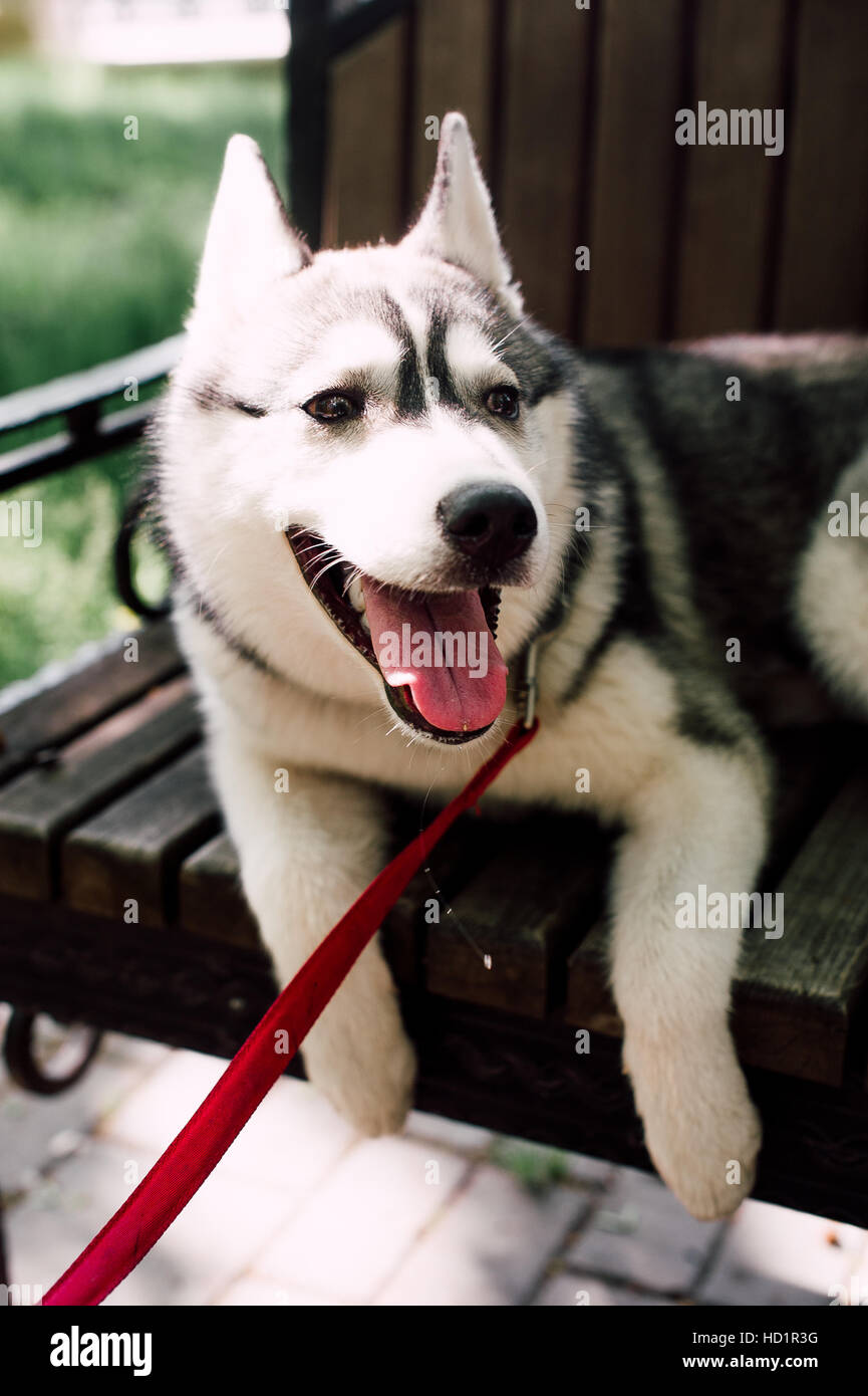 Siberian husky dog with blue eyes stands and looks ahead. City on the ...