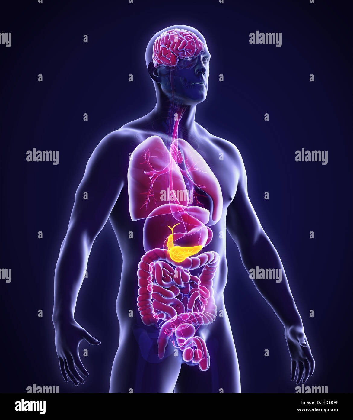 Human Gallbladder and Pancreas Anatomy Stock Photo - Alamy