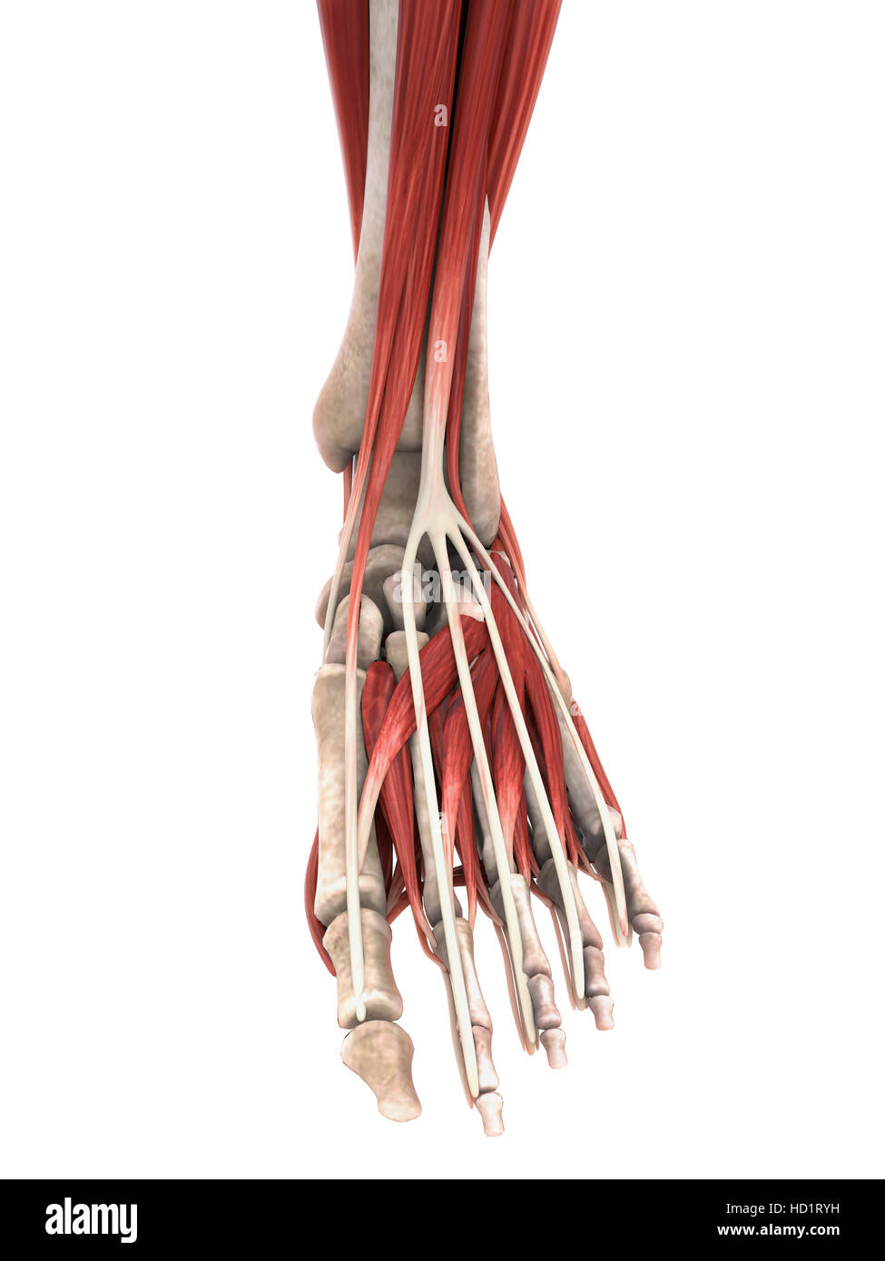 Human Foot Anatomy Stock Photo - Alamy