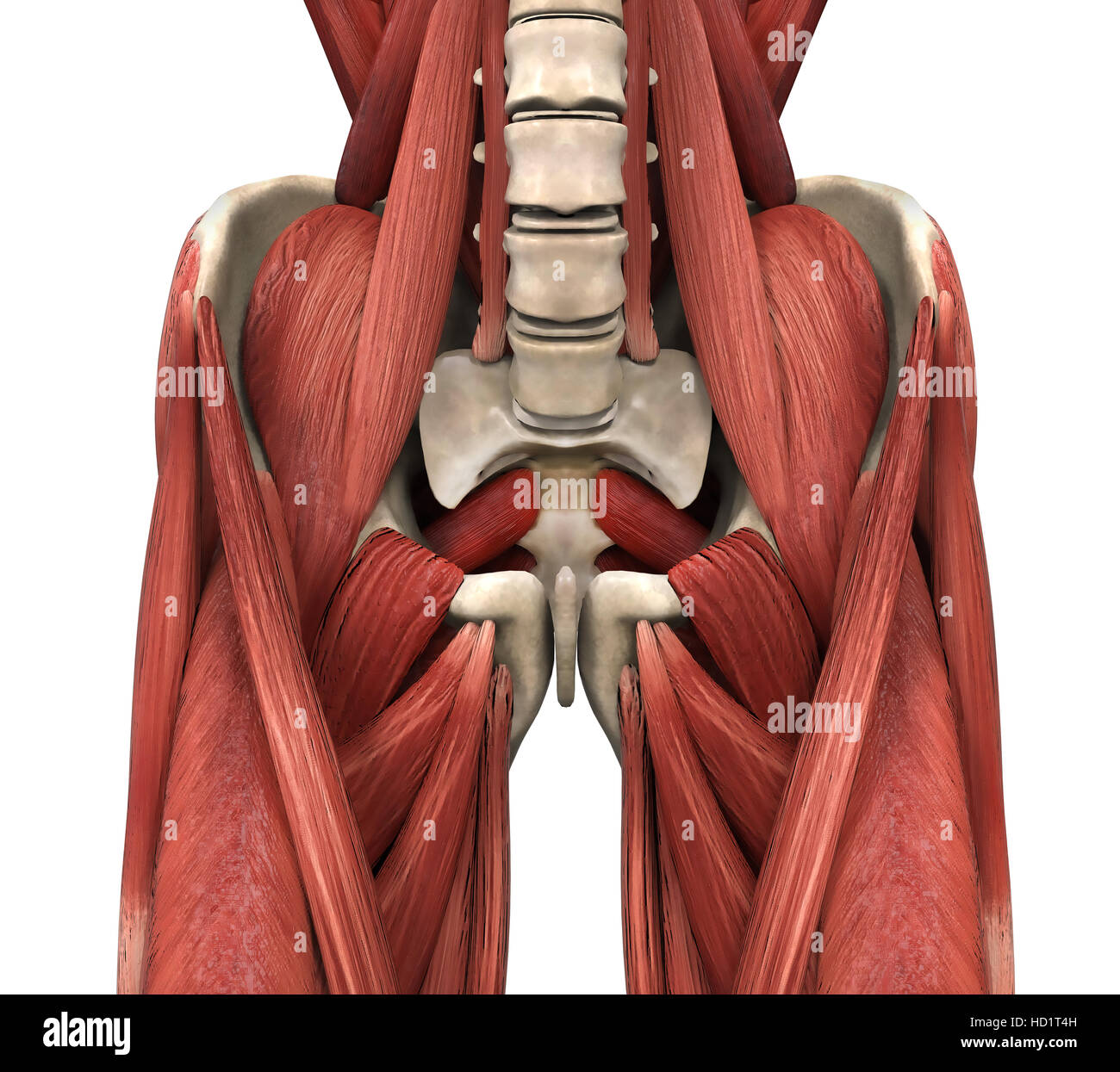 Psoas Muscles Anatomy Stock Photo - Alamy Psoas Muscles Anatomy Stock Photo - Alamy
