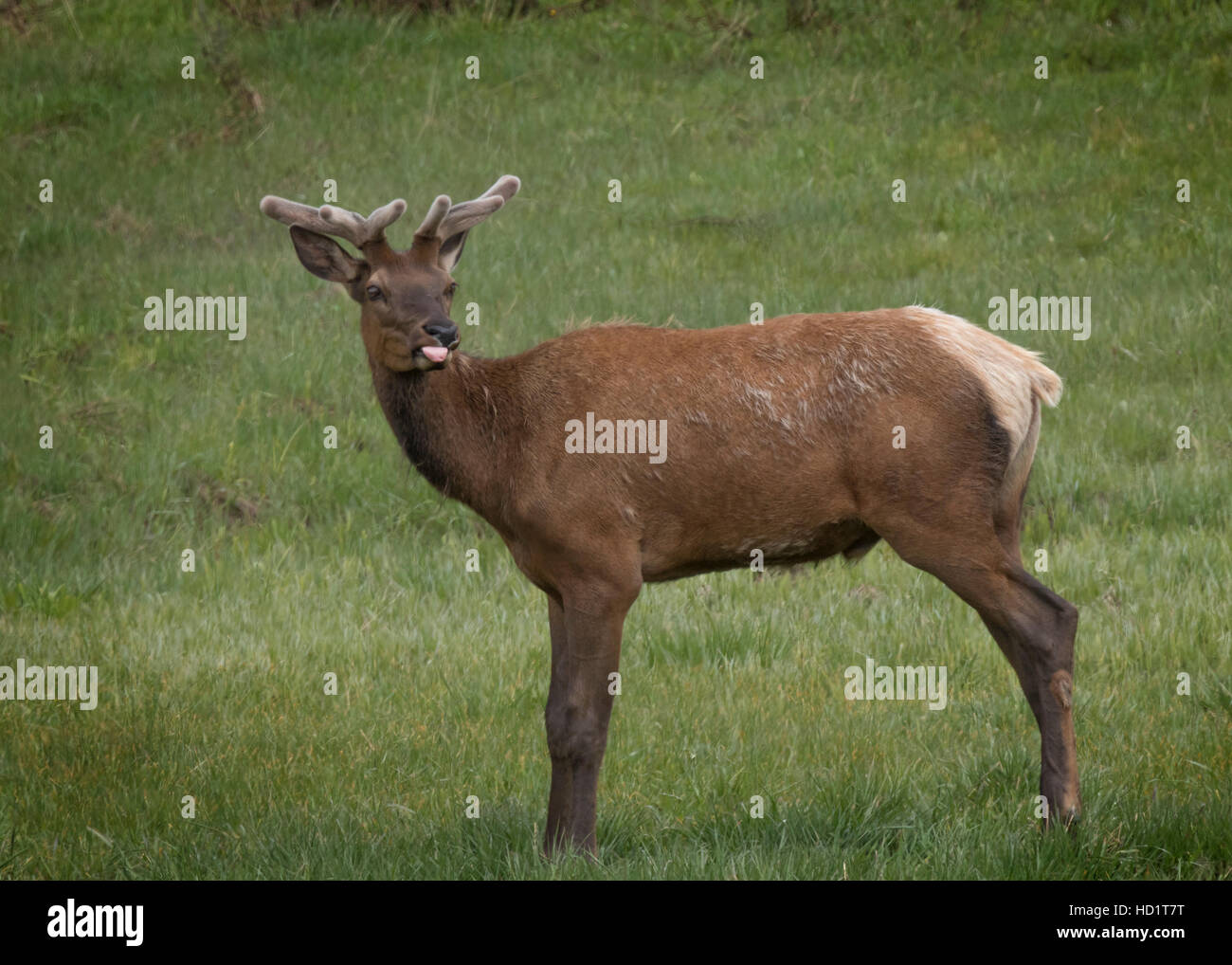 Elk in velvet and bull elk enjoying a green meadow Stock Photo - Alamy