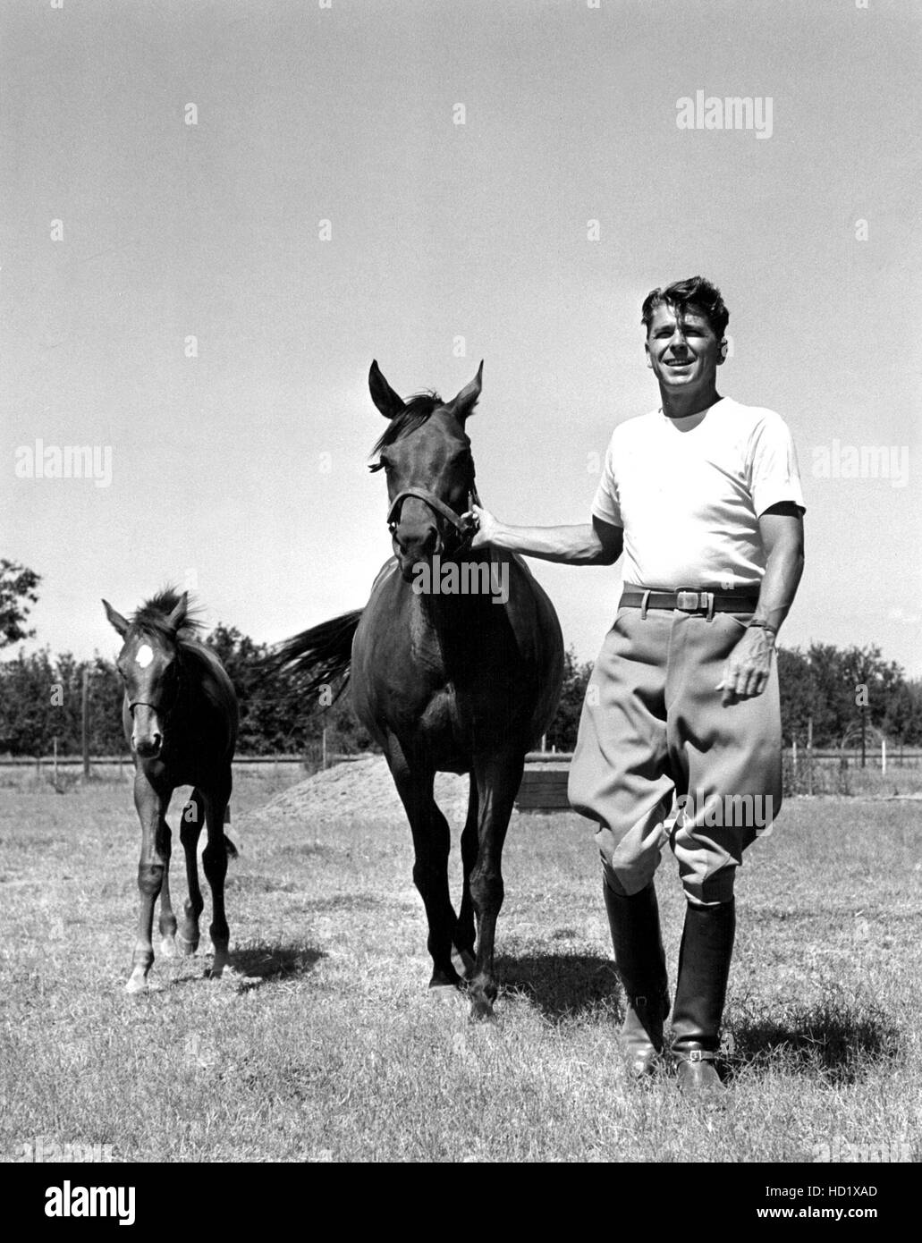 Ronald Reagan with horses on his ranch, 1950 Stock Photo - Alamy