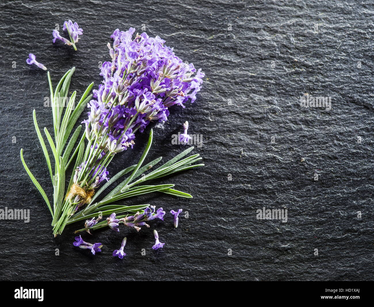 Bunch of lavender on the gray background Stock Photo - Alamy