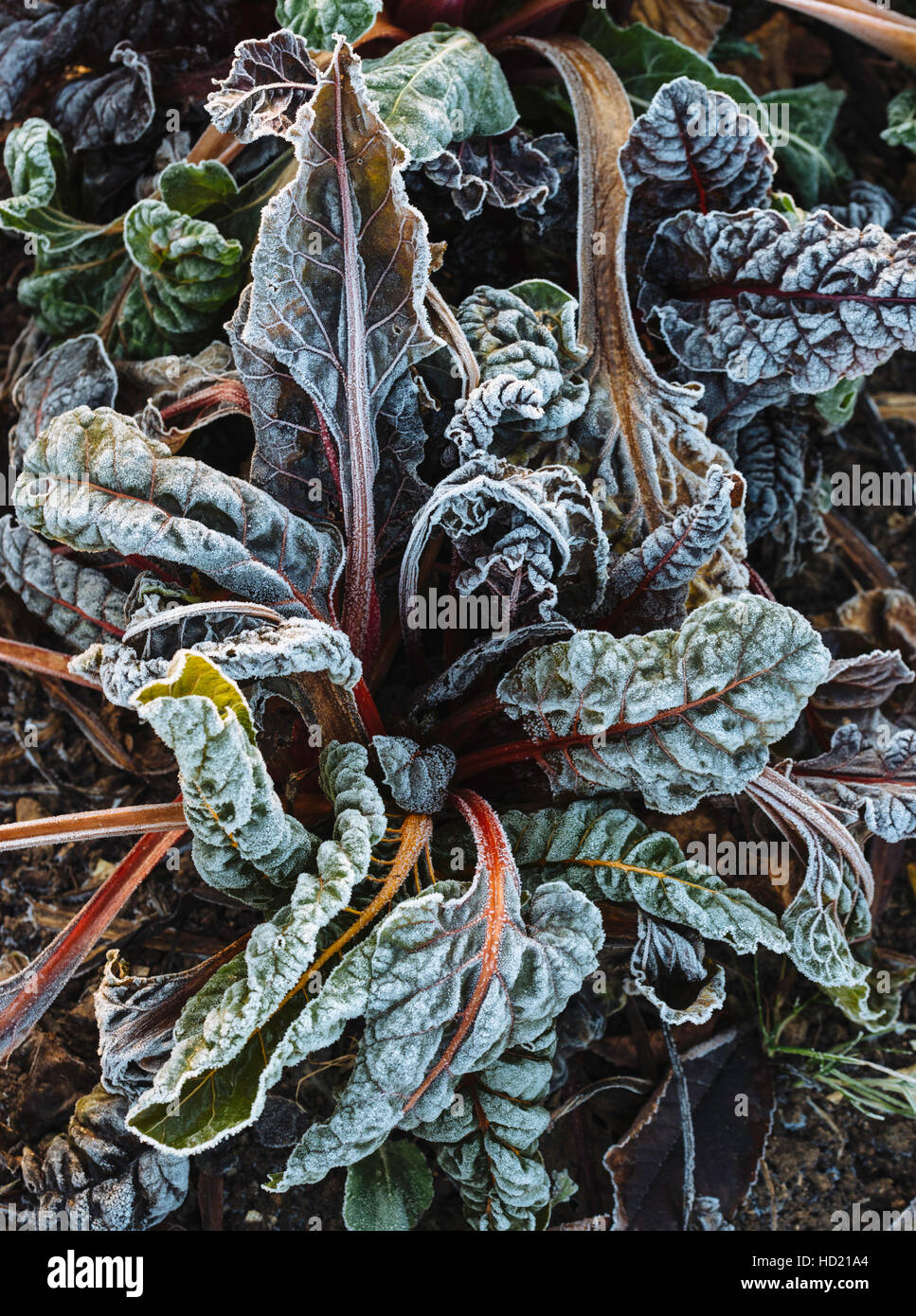 Frozen rainbow chard on a vegetable plot Stock Photo - Alamy