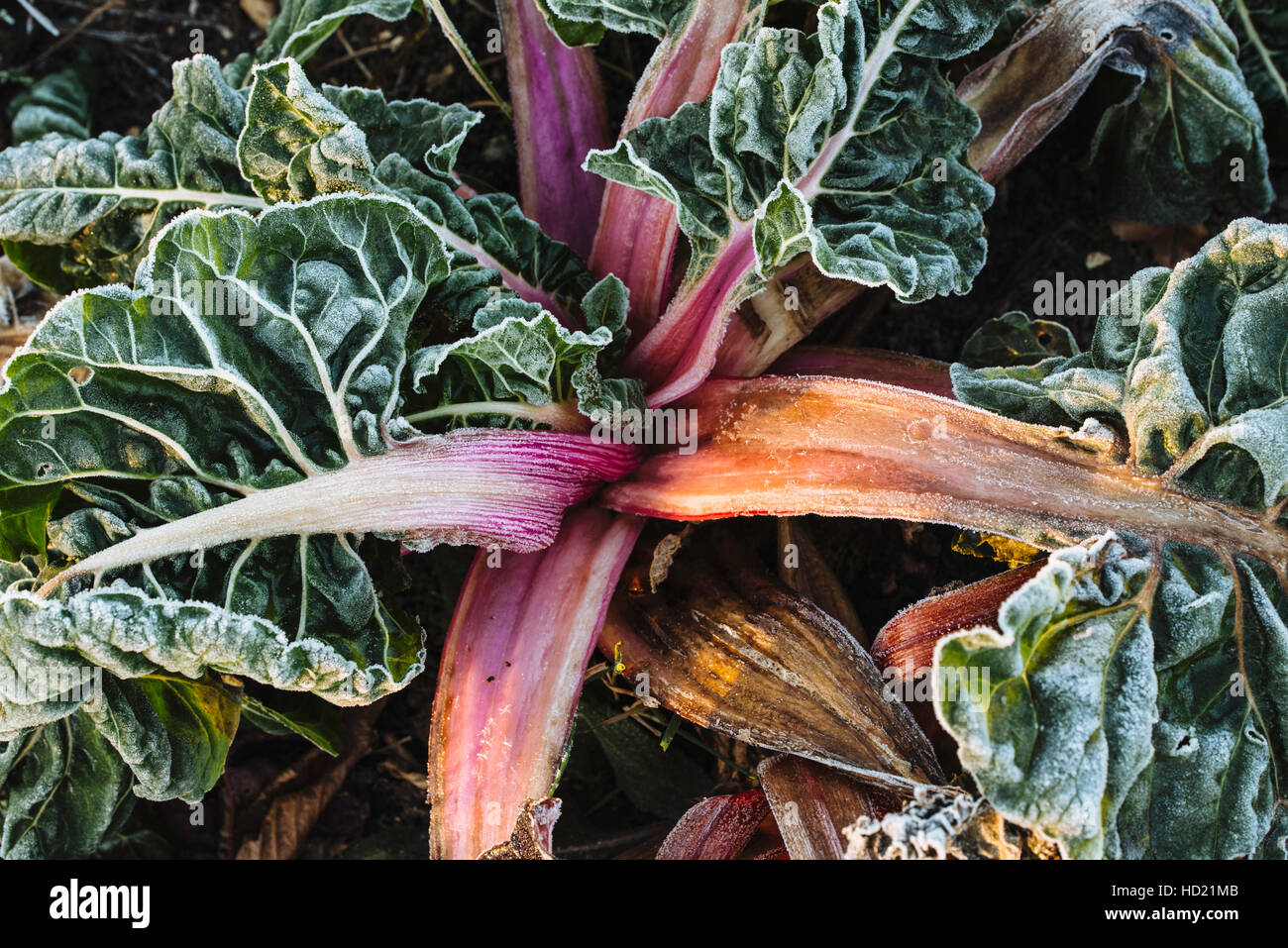 Frozen rainbow chard on a vegetable plot Stock Photo - Alamy