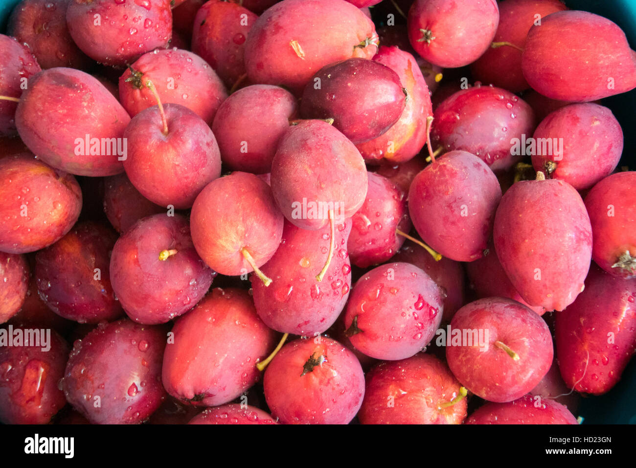Dolgo hi-res stock photography and images - Alamy