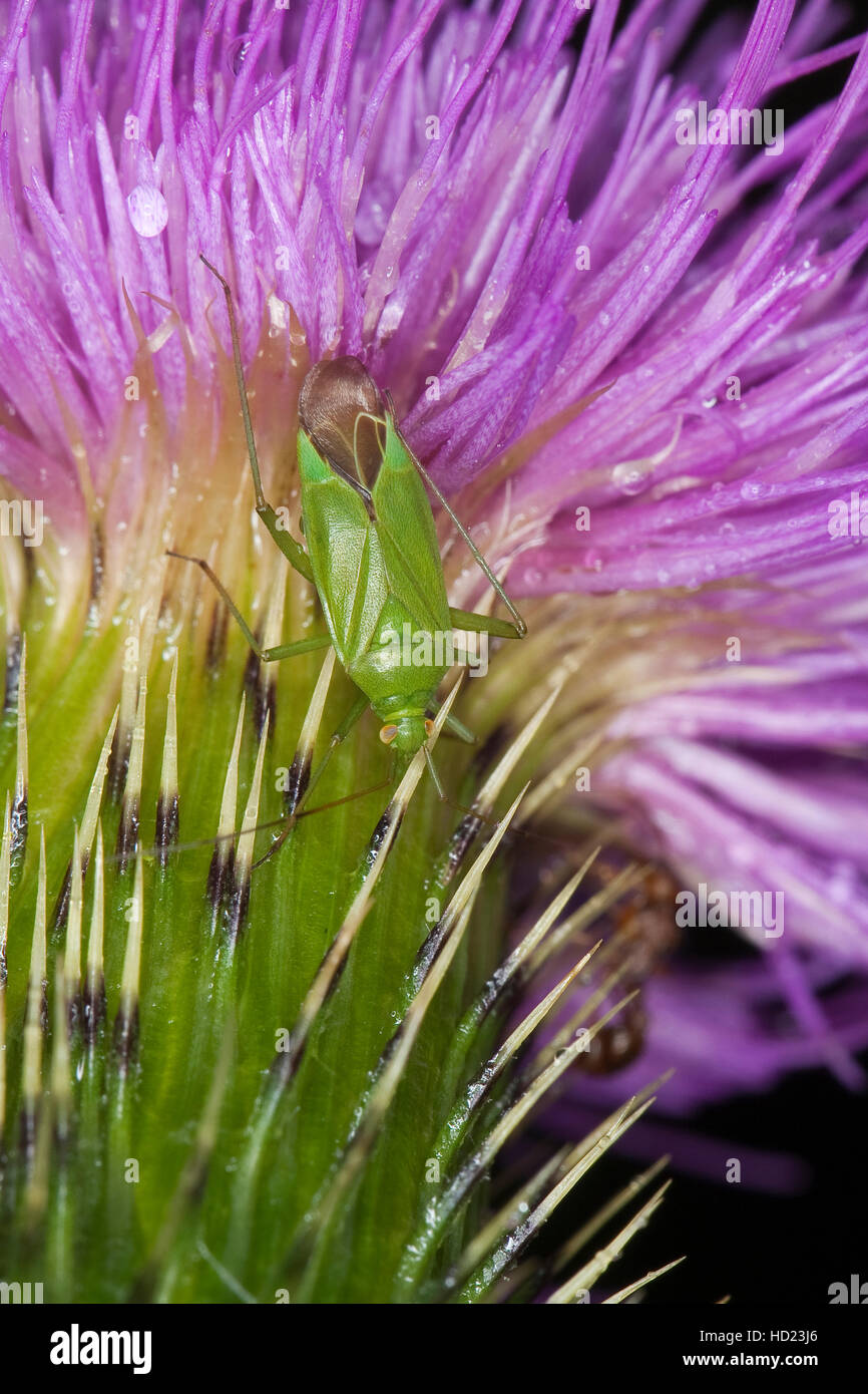 Capsid bugs hi-res stock photography and images - Alamy