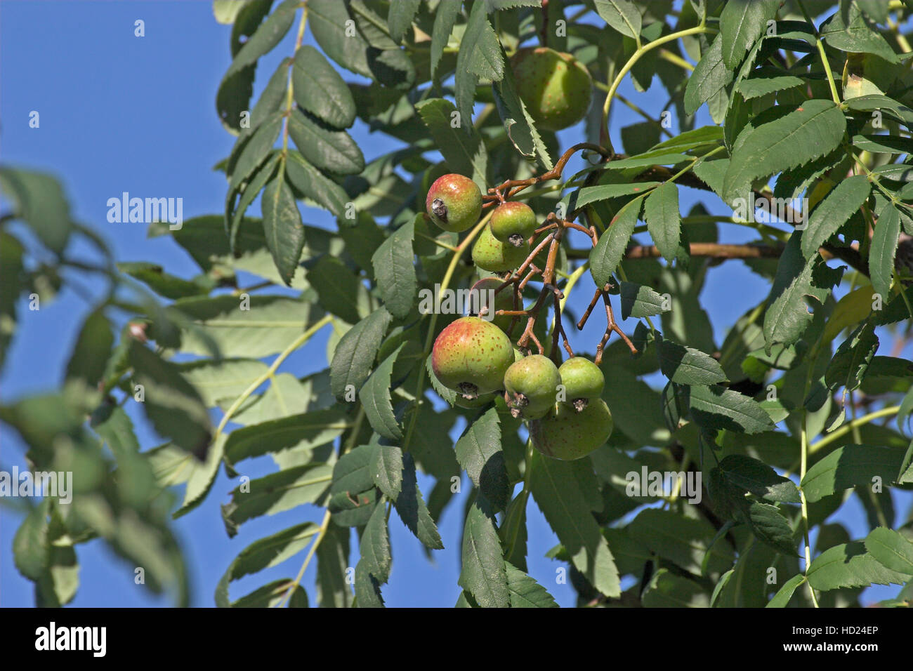 Speierling, Früchte, Sorbus domestica, Service Tree, Cormier Stock ...