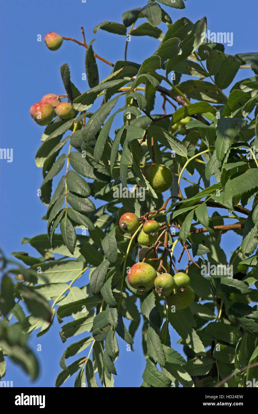 Speierling sorbus domestica hi-res stock photography and images - Alamy
