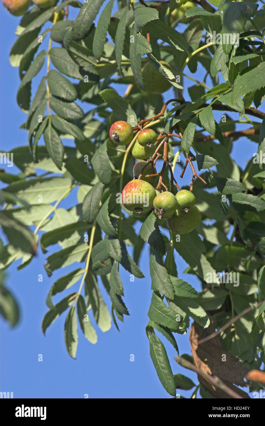 Speierling, Früchte, Sorbus domestica, Service Tree, Cormier Stock ...