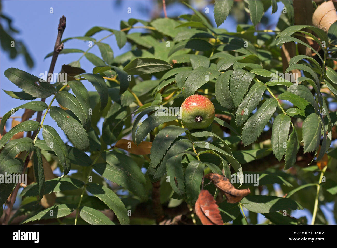 Speierling, Früchte, Sorbus domestica, Service Tree, Cormier Stock ...
