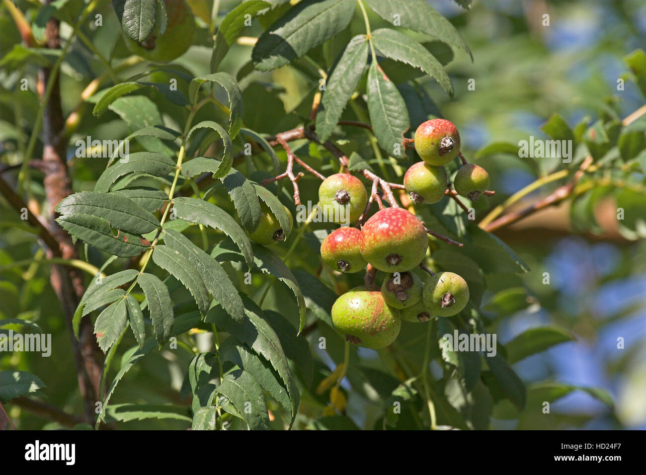 Speierling, Früchte, Sorbus domestica, Service Tree, Cormier Stock ...