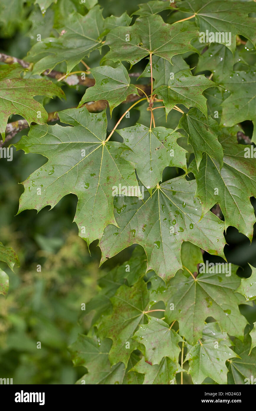 Spitz-Ahorn, Spitzahorn, Ahorn, Blätter, Acer platanoides, Norway Maple ...