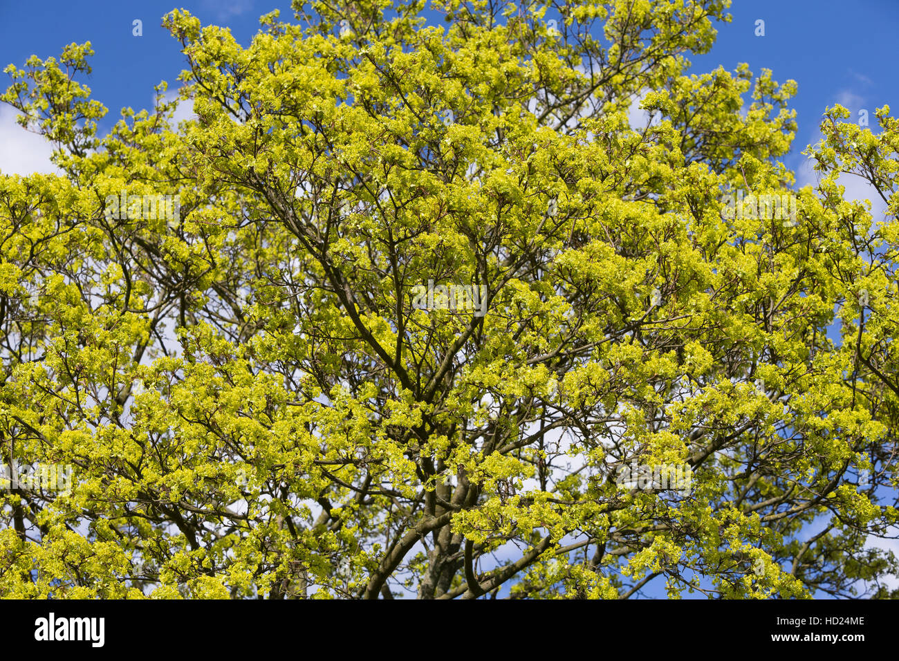 Spitz-Ahorn, Spitzahorn, Spitzblättriger Ahorn, Ahorn, Blüten, Blüte ...