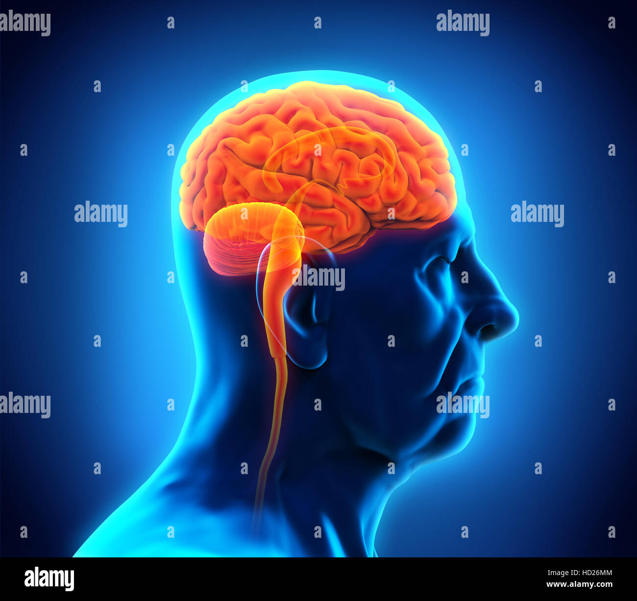 Elderly Male Brain Anatomy Stock Photo - Alamy