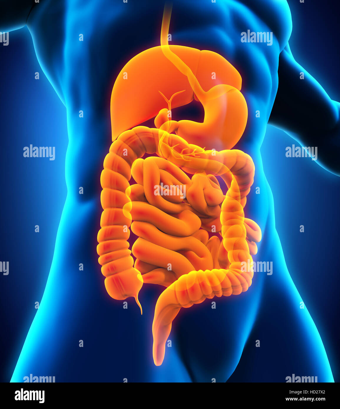 Human Digestive System Stock Photo - Alamy