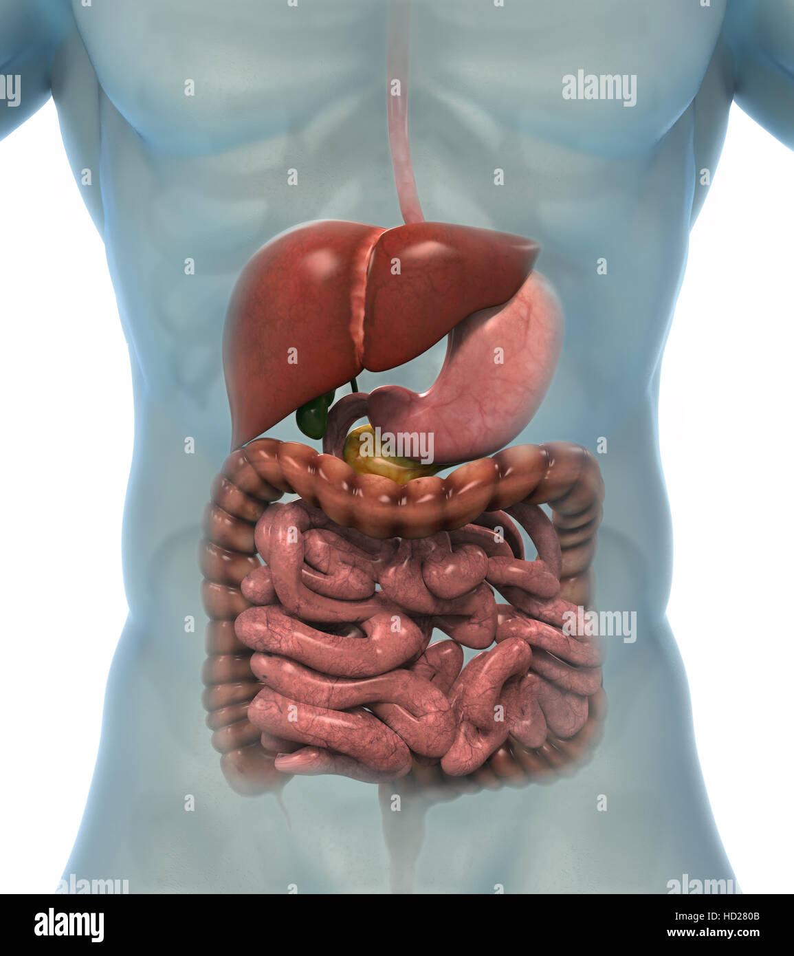 Digestive process hi-res stock photography and images - Alamy