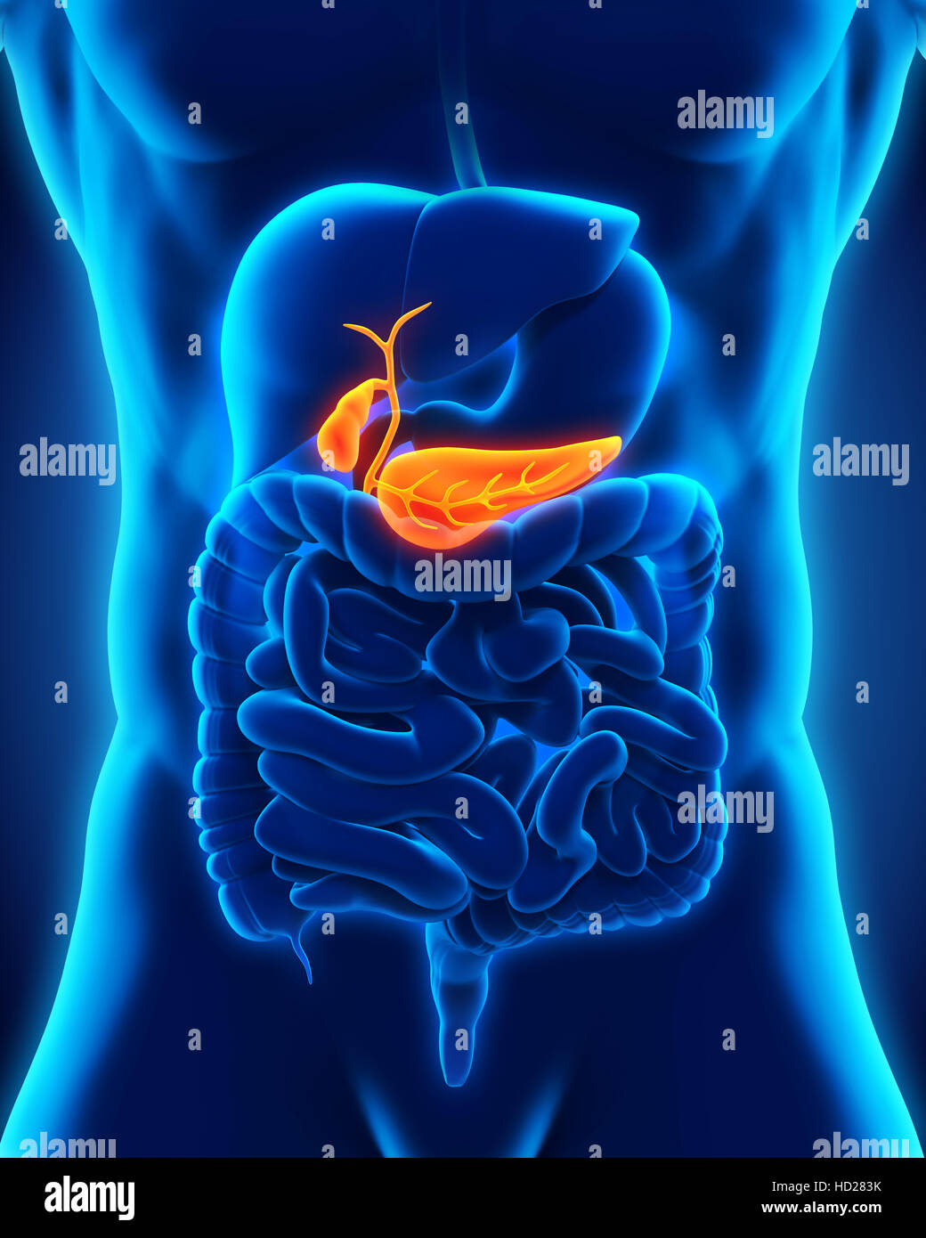 Human Gallbladder and Pancreas Anatomy Stock Photo - Alamy