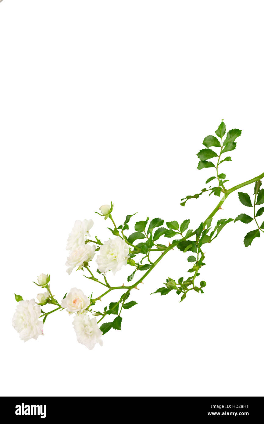 Cluster of tiny white miniature roses on stem with leaves, isolated on ...