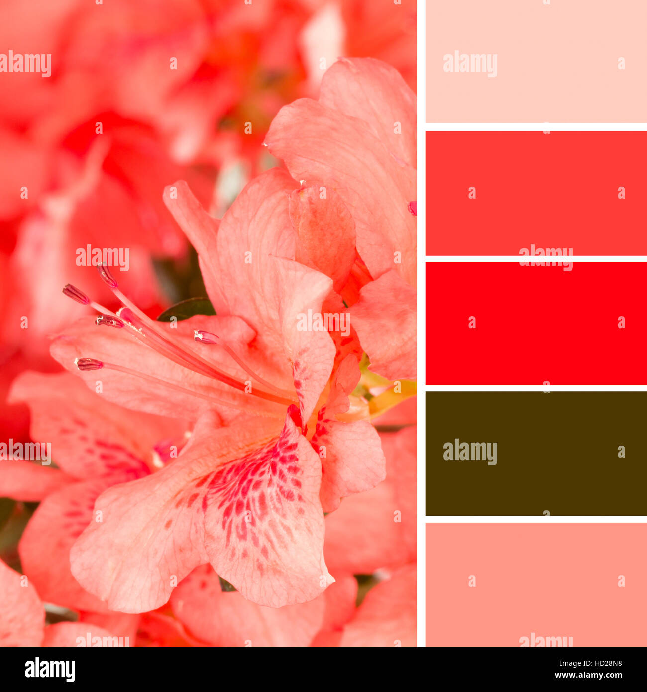 Coral pink azalea blooms with color swatches pulled from image Stock ...