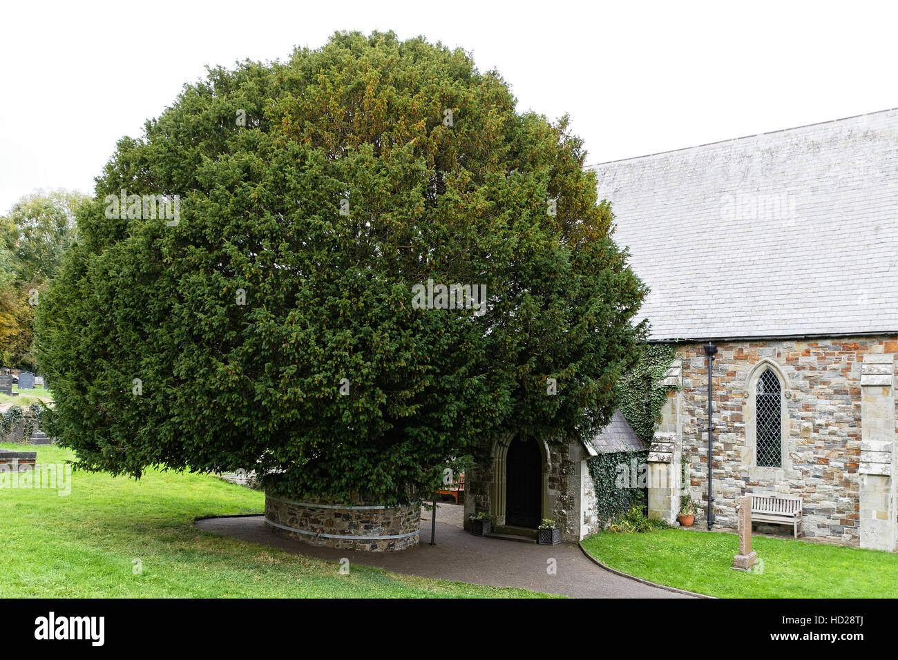 Ancient Yew Tree Churchyard Stock Photos & Ancient Yew Tree Churchyard ...
