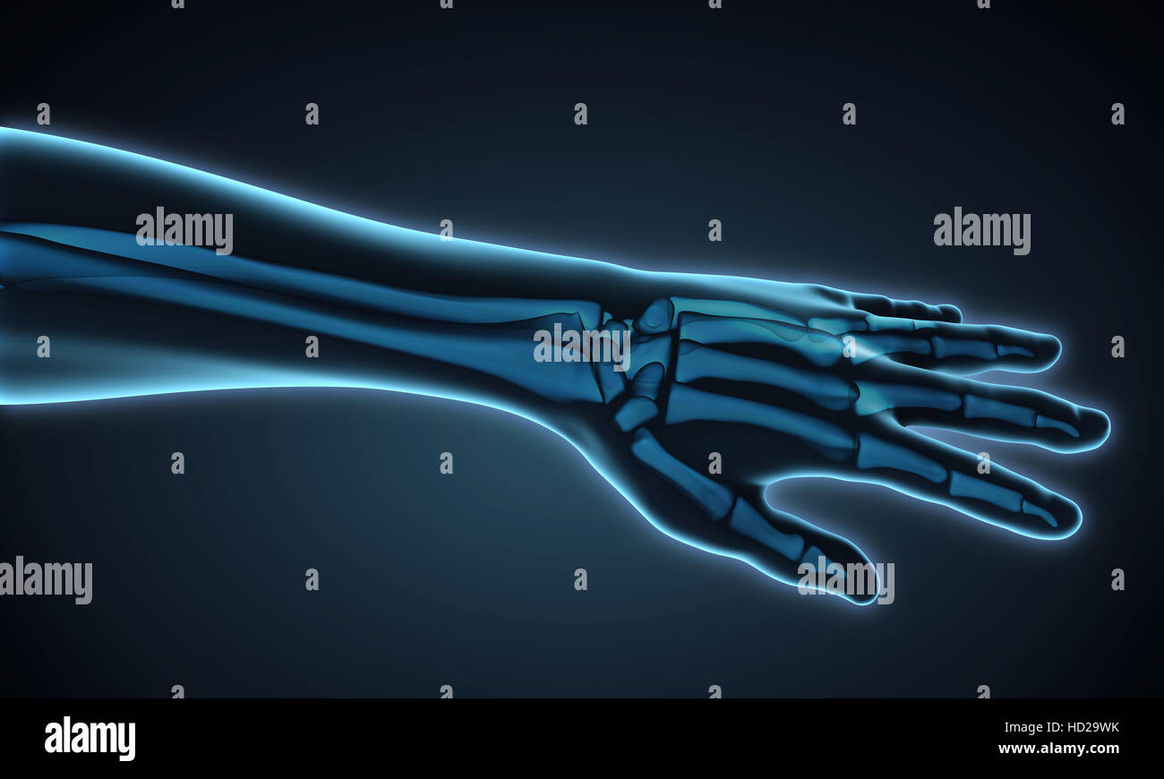 Skin anatomy hi-res stock photography and images - Alamy