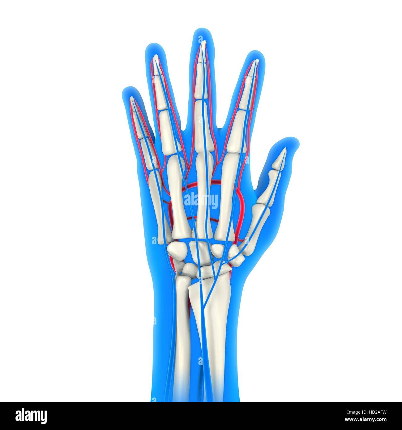Human Hand Anatomy Stock Photo - Alamy