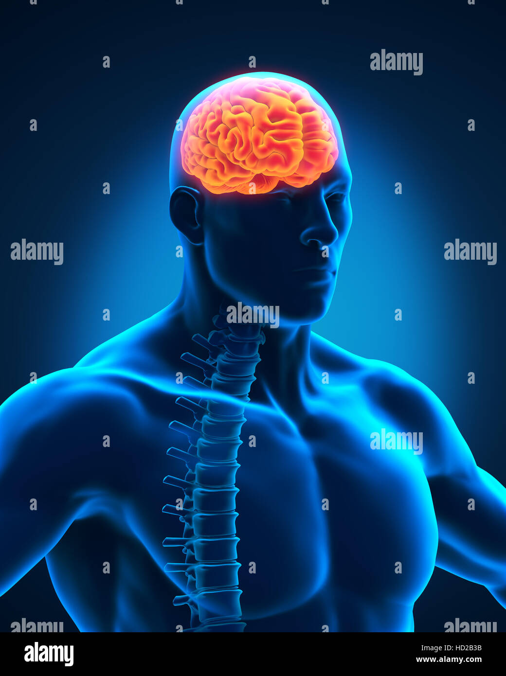 Human Brain Anatomy Stock Photo - Alamy
