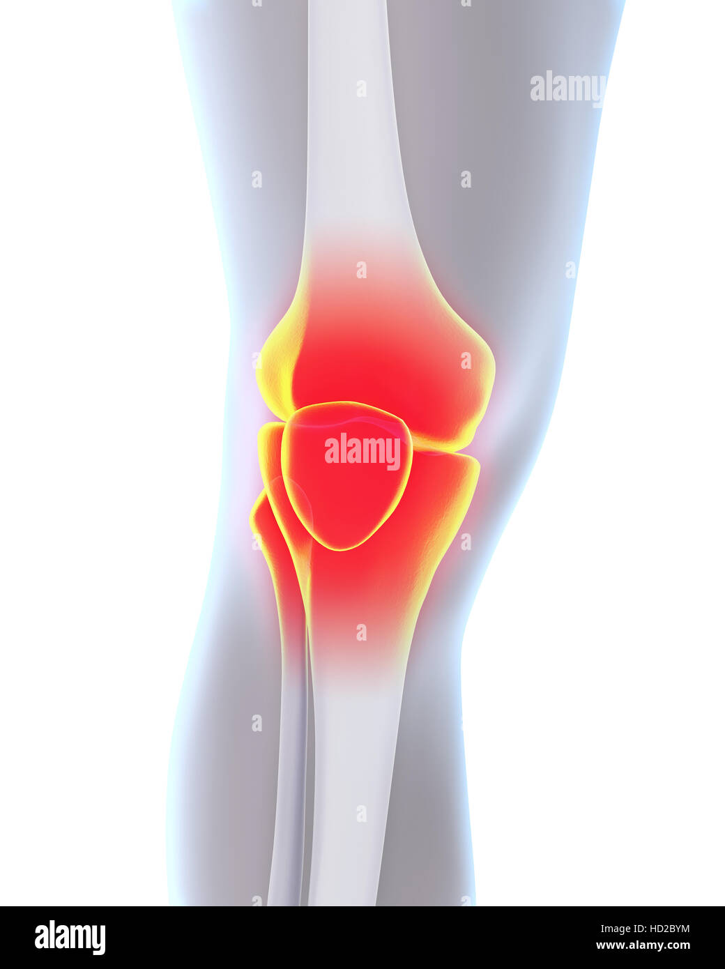 Human Knee Anatomy Stock Photo - Alamy