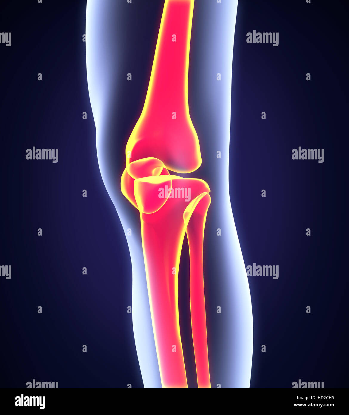 Human Knee Anatomy Stock Photo - Alamy
