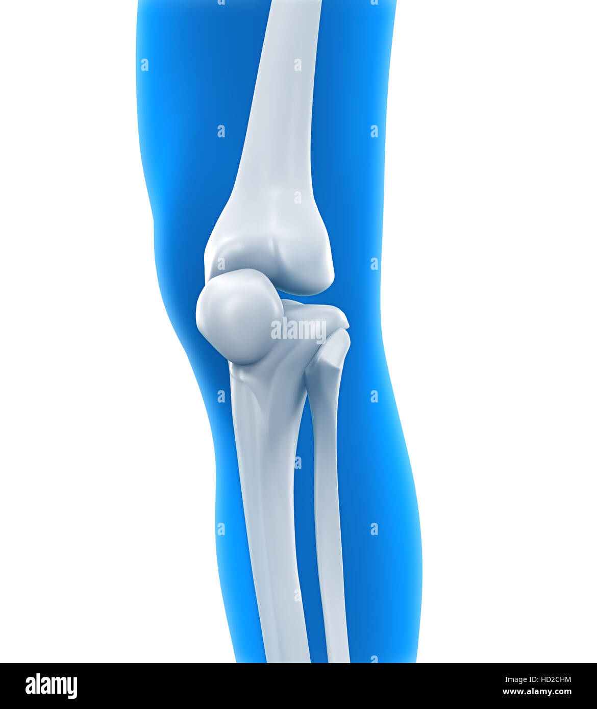 Human Knee Anatomy Stock Photo - Alamy