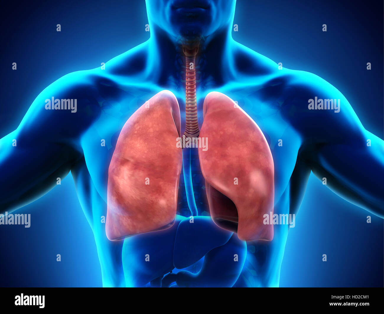 Human Respiratory System Stock Photo - Alamy
