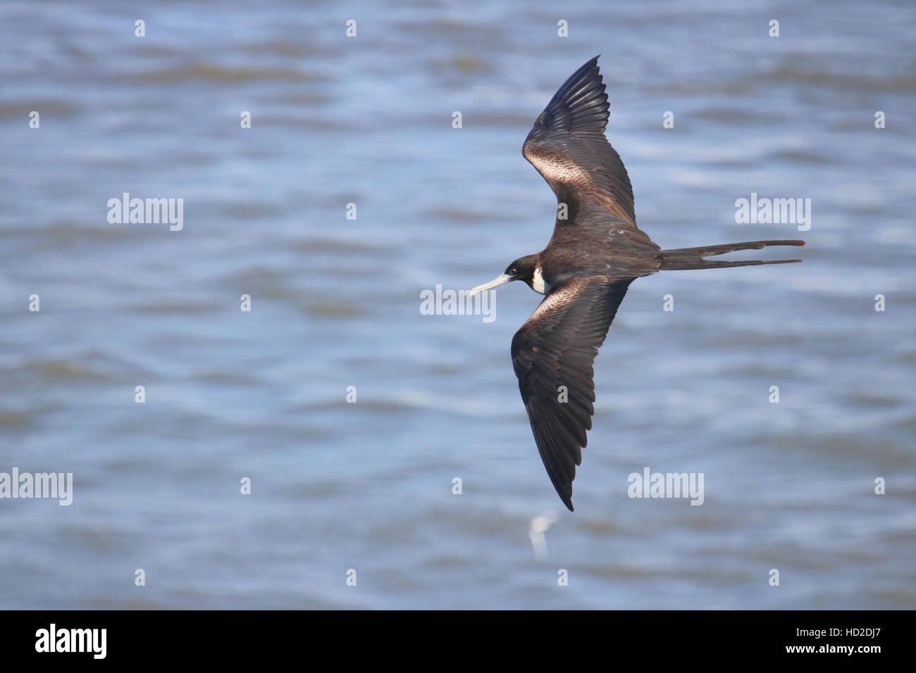 Magnificent frigate bird female hi-res stock photography and images - Alamy