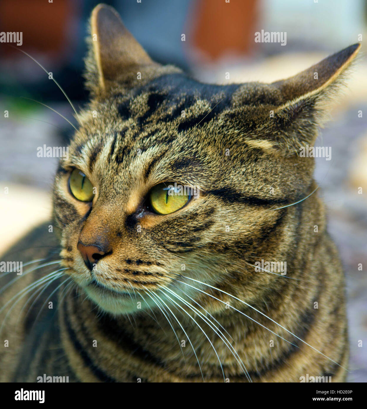 Brown marbled tabby hi-res stock photography and images - Alamy