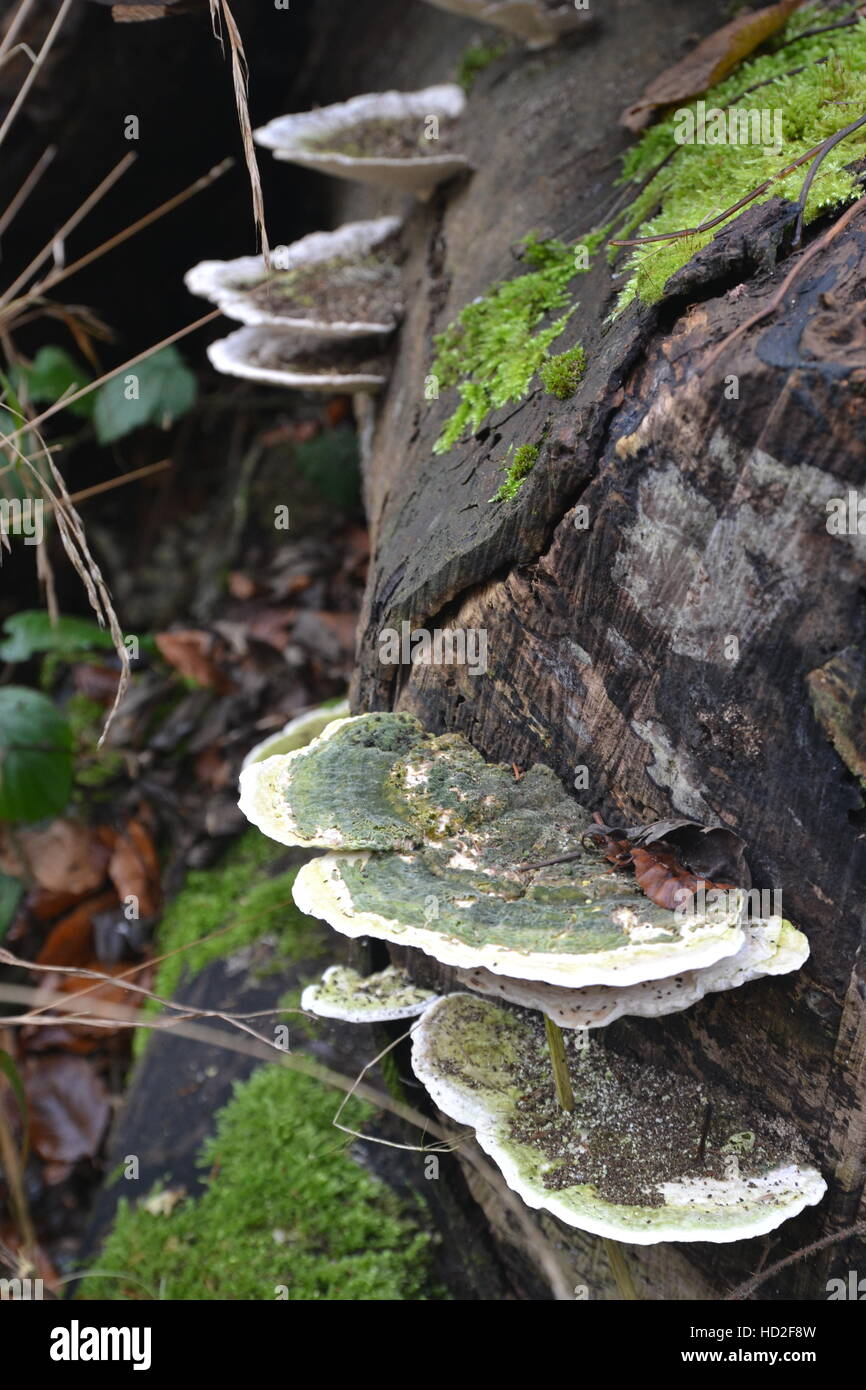 Turkey tail, Trametes versicolor, Coriolus versicolor, Polyporus ...