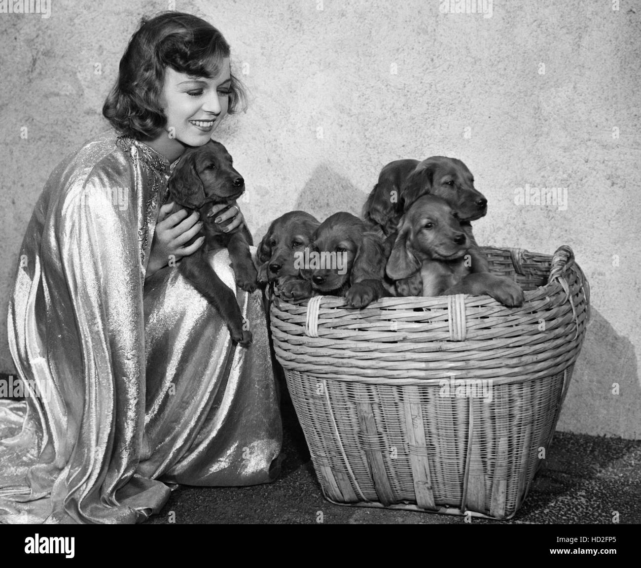 Margaret Sullavan inspecting a basket of Irish setter puppies, 1938 ...