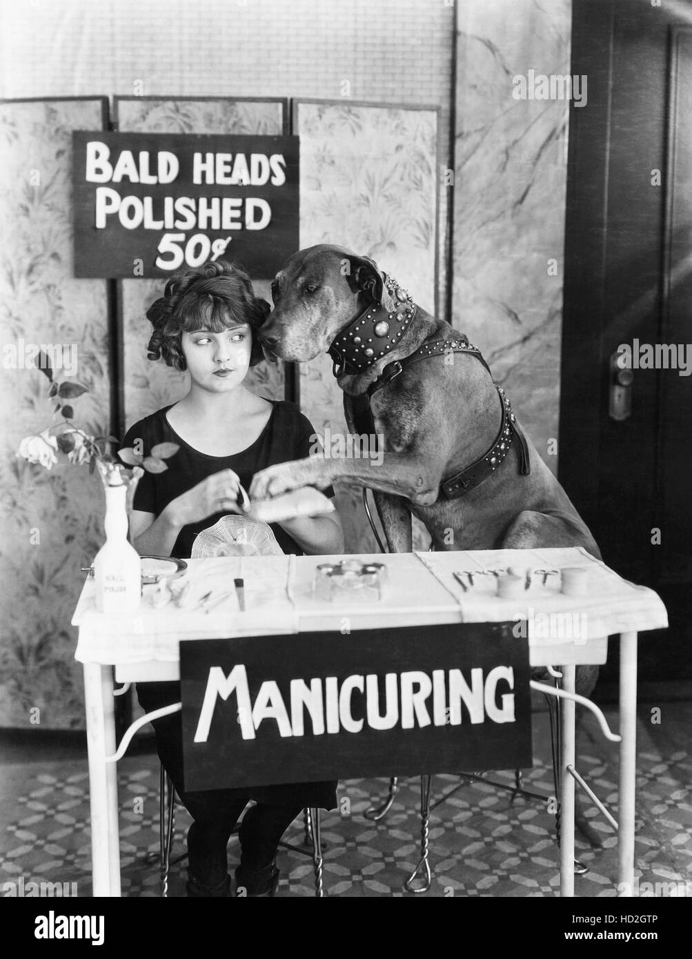 Keystone actress Mildred June, giving Teddy the Wonder Dog, a pedicure ...