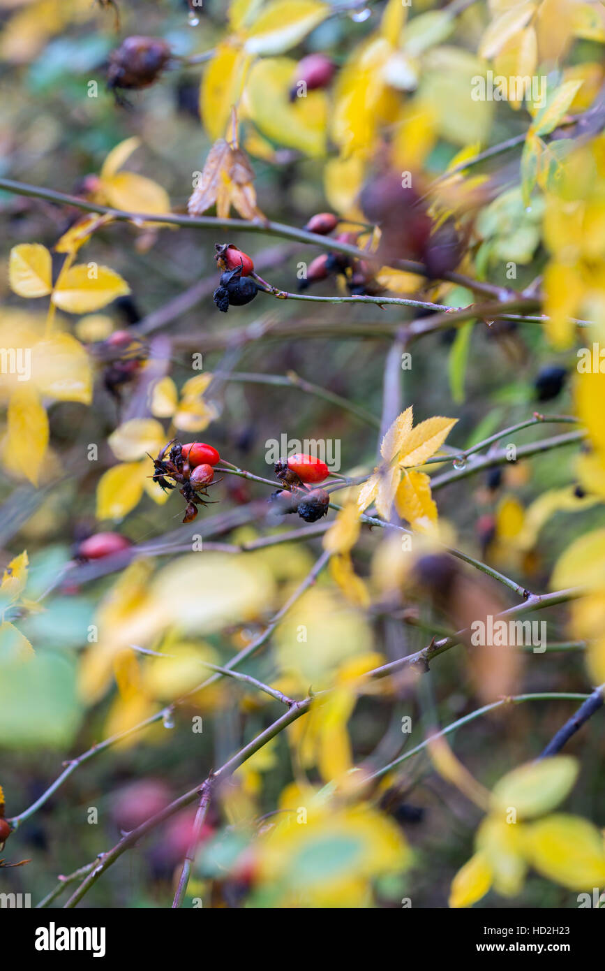 Hawthorne plant hi-res stock photography and images - Alamy
