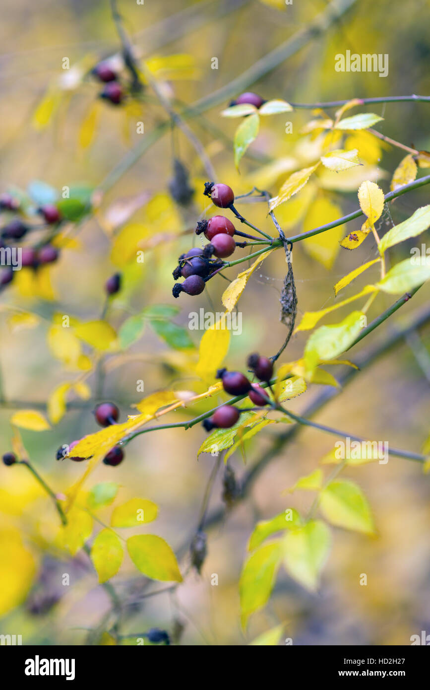 Hawthorne berries with water drops Stock Photo - Alamy